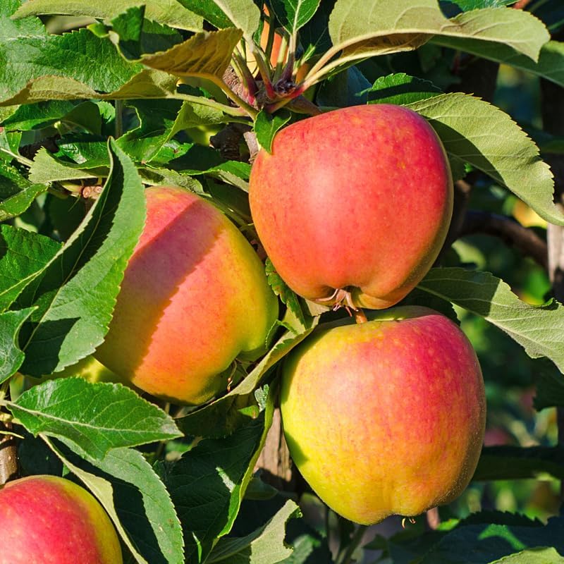 Amazon.com : Apple Tree Live Plant Bareroot 18-24 Inch Tall, Apple ...