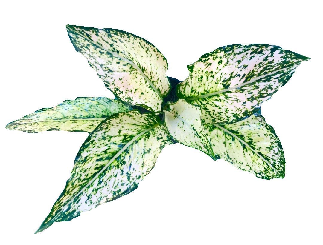 Aglaonema Spring Snow Natural Live Plant in Pot : Amazon.in: Garden ...
