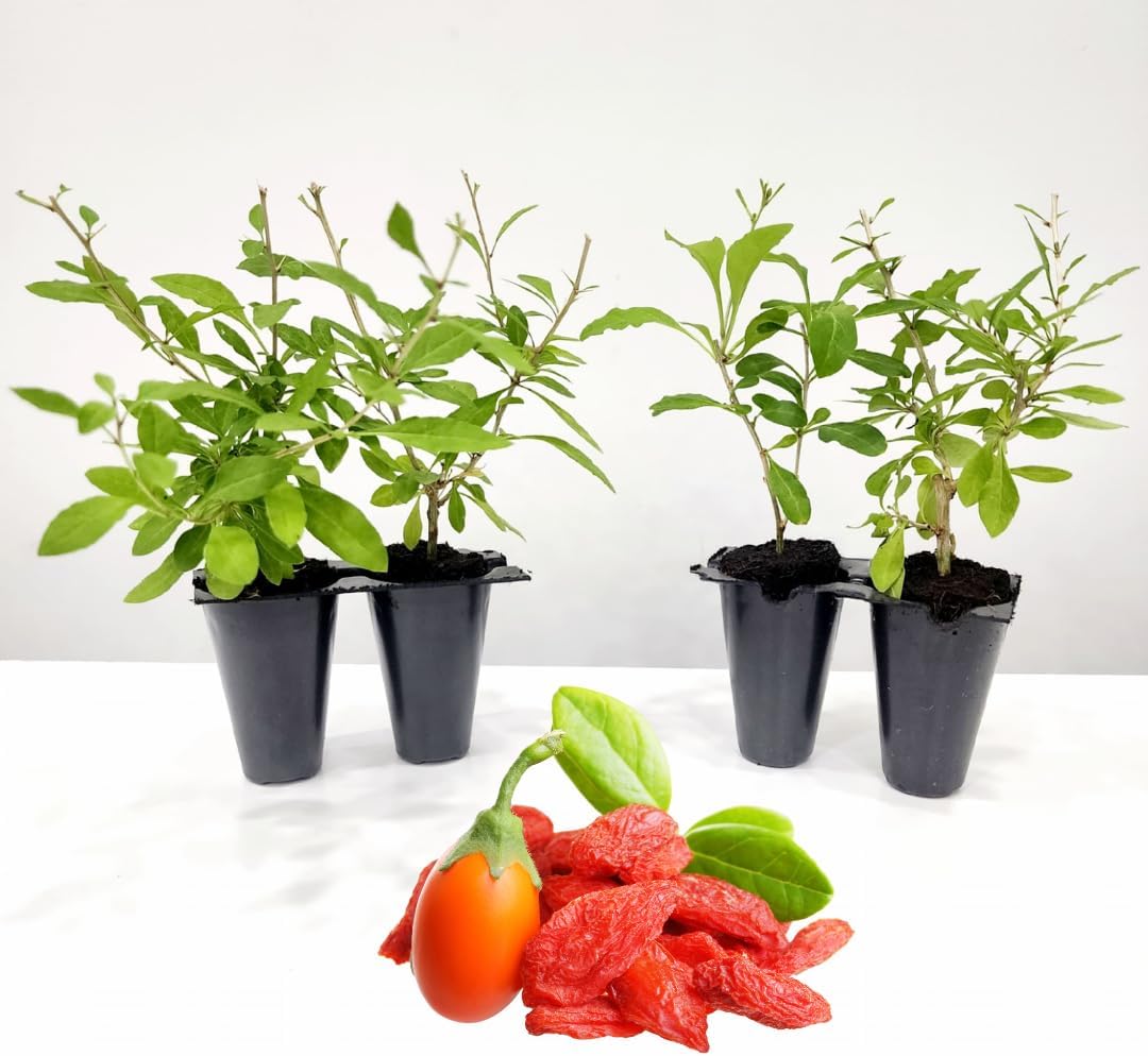 Amazon.com : Honeyberry Plant, Live Blue Honeyberry Haskap Plants, 4 to ...