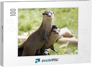 Amazon.com: Pair of River Otters with The Foot of One Otter Resting o ...