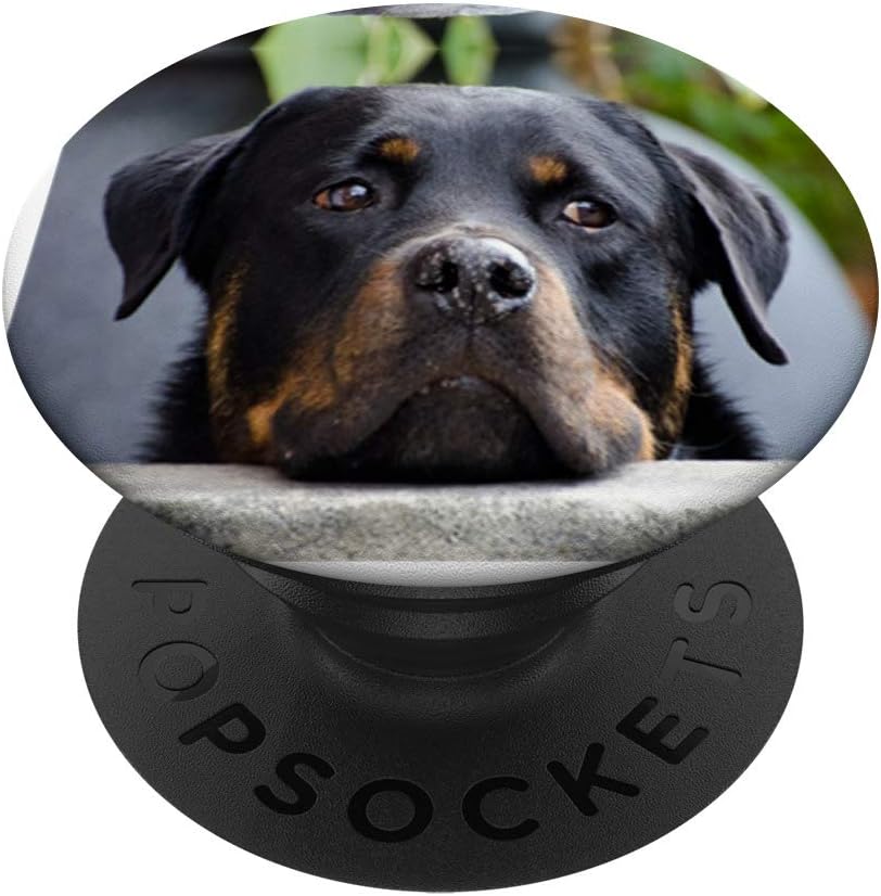 Amazon.com: Sweet Rottweiler Face Looking Sad for Rottie Owners Lovers ...