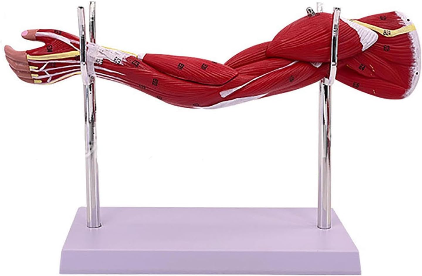 NURCIX Human Anatomical Muscular Arm Model, Life Size Numbered Muscular ...