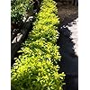 Golden Duranta Hedge Plant | Yellow Duranta Plant For Decoration ...