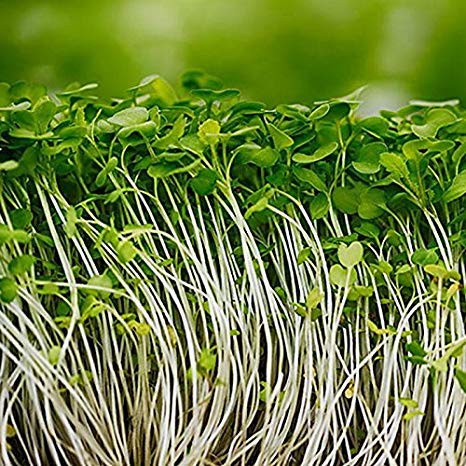 Creative Farmer Vegetable Seeds Microgreens Indoor Seeds - Green ...