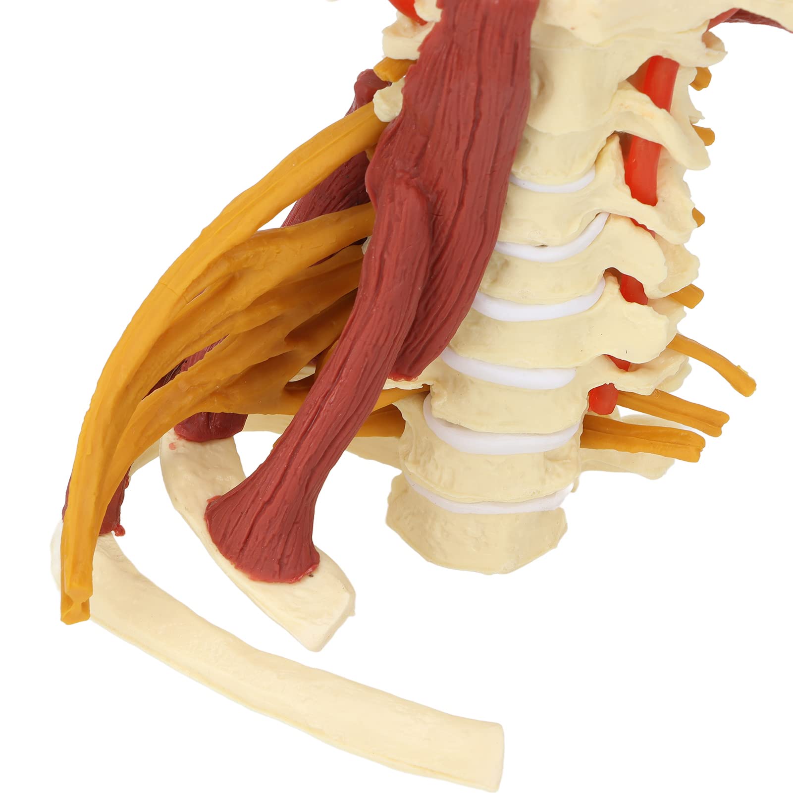 Cervical Spine Model Diagram Cervical Spine Model With Nerves, Life ...