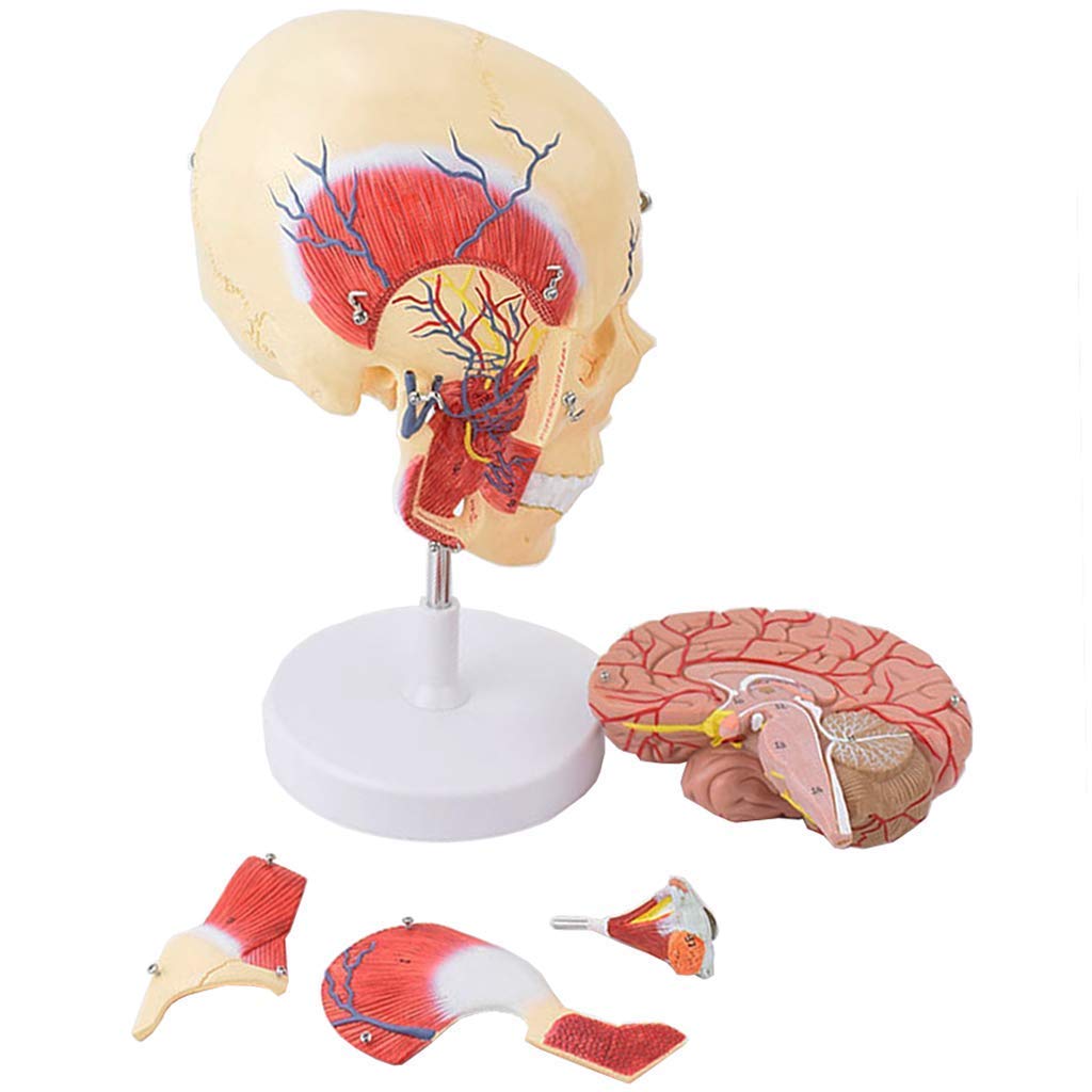 Buy Human Skull Brain Model - Human Masticatory Muscle Model -Jaw ...