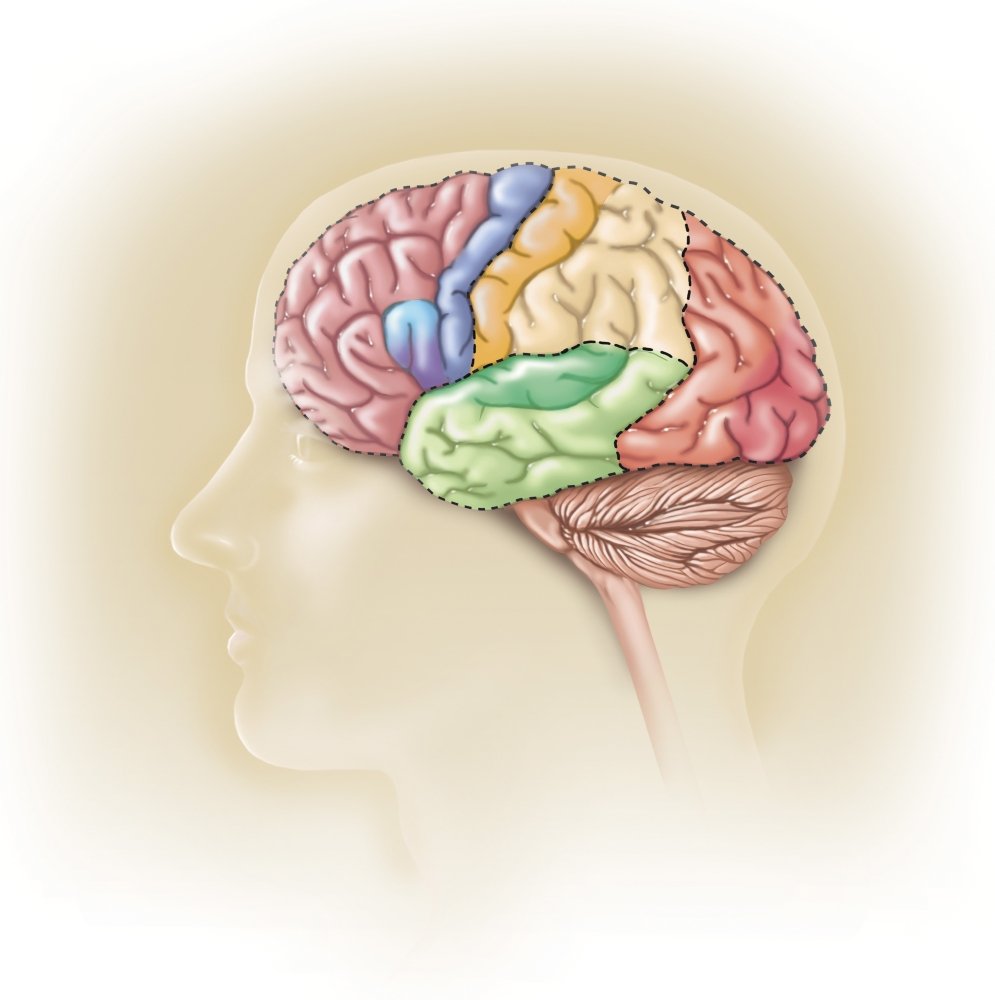 Brain Nerves Side View