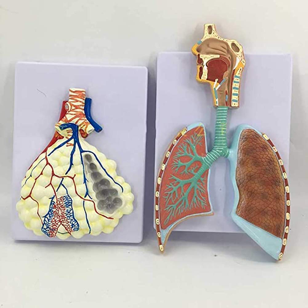 Buy DBSCD Anatomical Model of Human Respiratory System-Anatomical ...