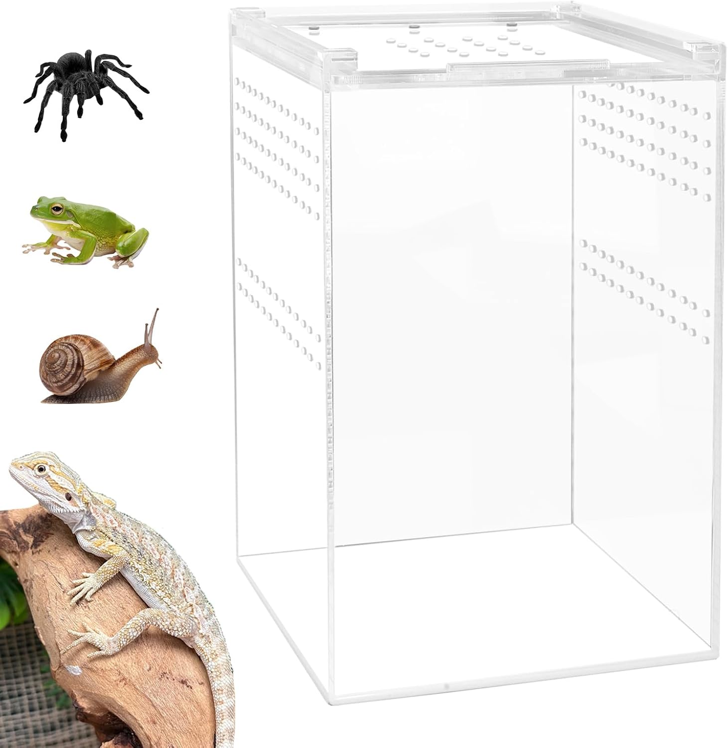 Amazon.com : Jumping Spider Enclosure with Magnetic Button,6 * 6 * 5 ...