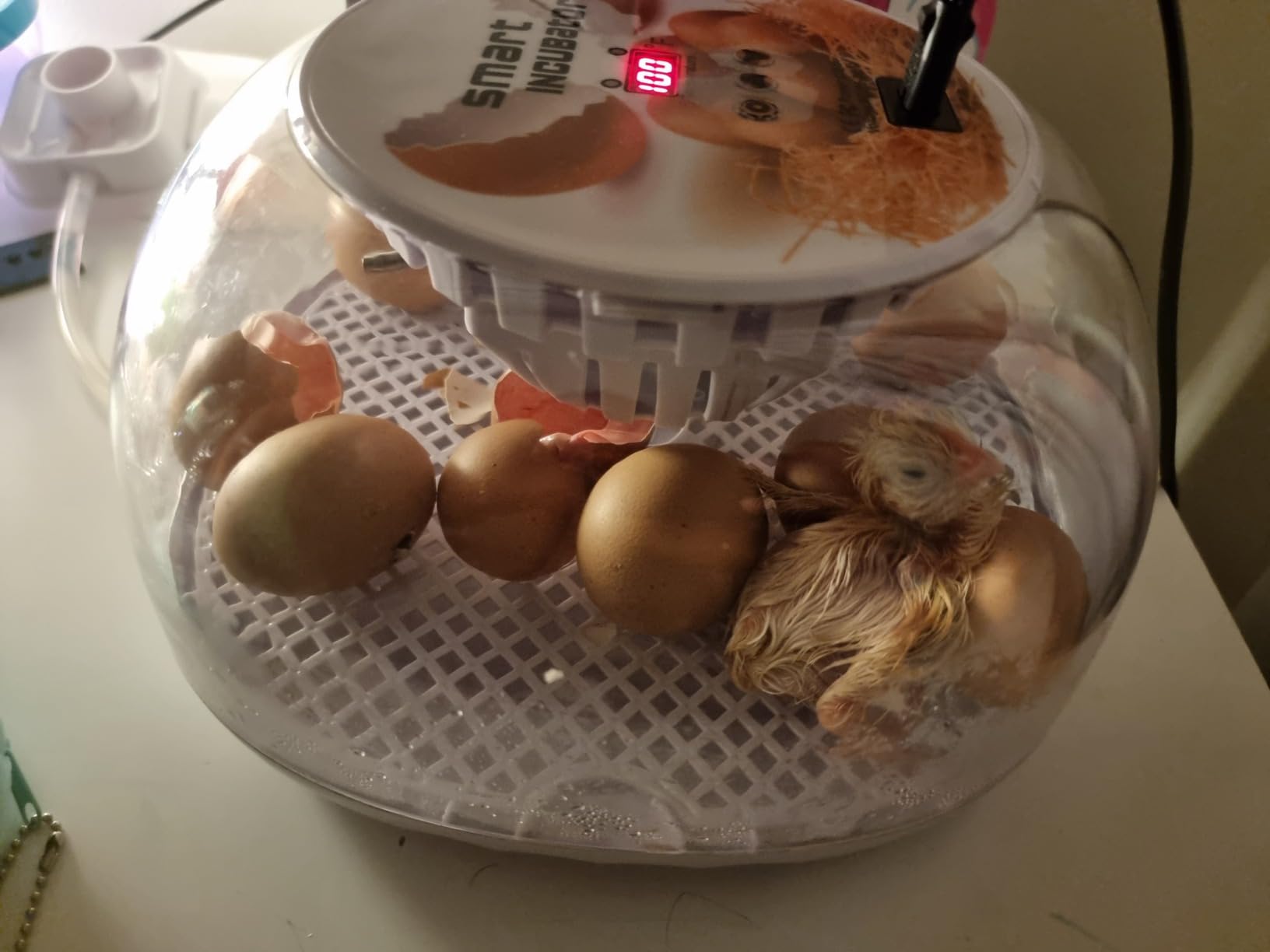Balalaadi 12 Eggs Egg Incubator with Automatic Egg Turner, Small Egg ...