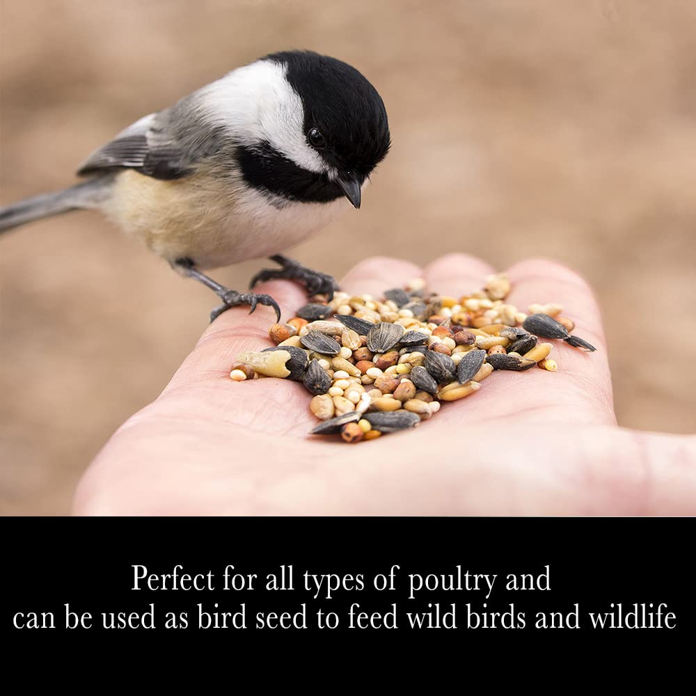 Snapklik.com : Desert Valley Premium Whole Grain Scratch Feed- Non GMO ...