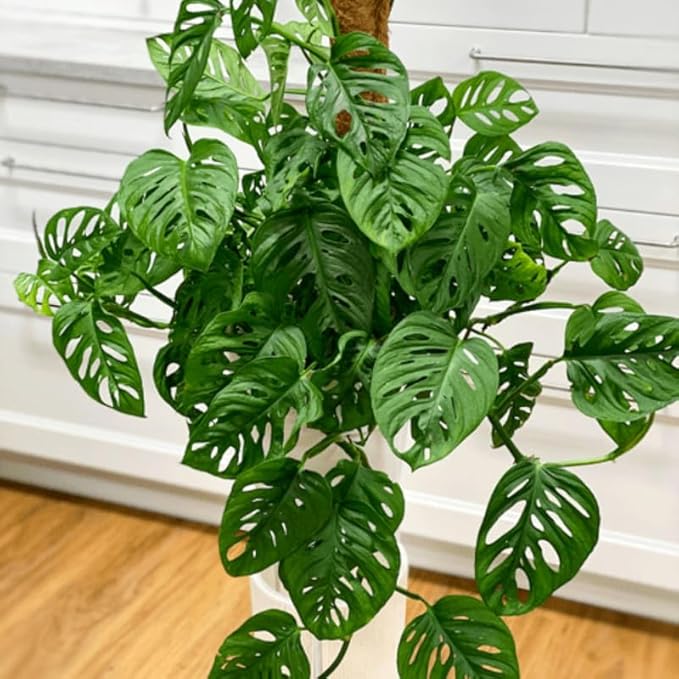 Amazon.com : 2 Monstera Plants Live Indoors, Swiss Cheese Plants Live ...