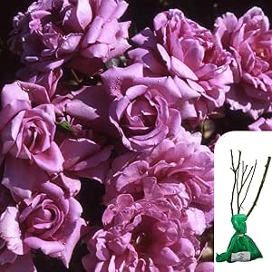 1 x Rosa Harry Edland – Beautiful Purple Shrub Rose, RHS Award Winner ...