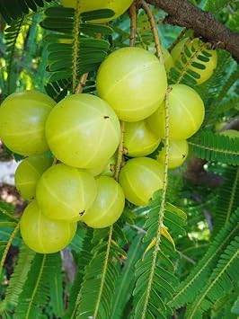 Live Indian Gooseberry Plant (Chakaiya Amla Tree) – High Vitamin C ...