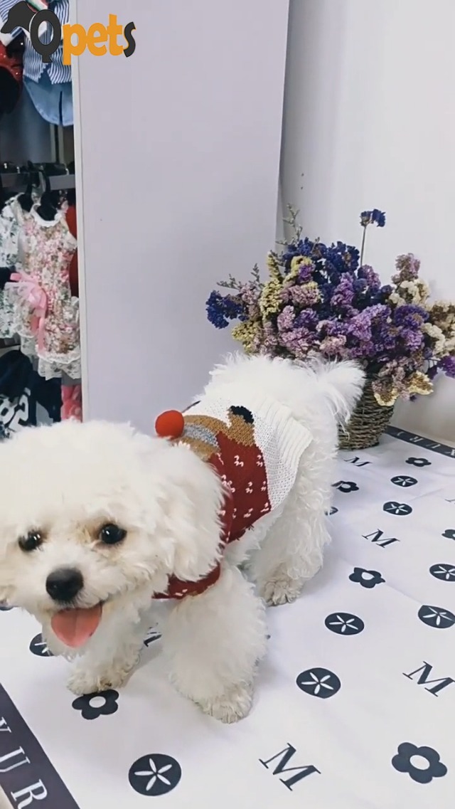 Watch Qpets Christmas Dog Clothes on Amazon Live