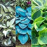 Plants For Wet Soil - 10 plants for damp conditions | Pyracantha.co.uk