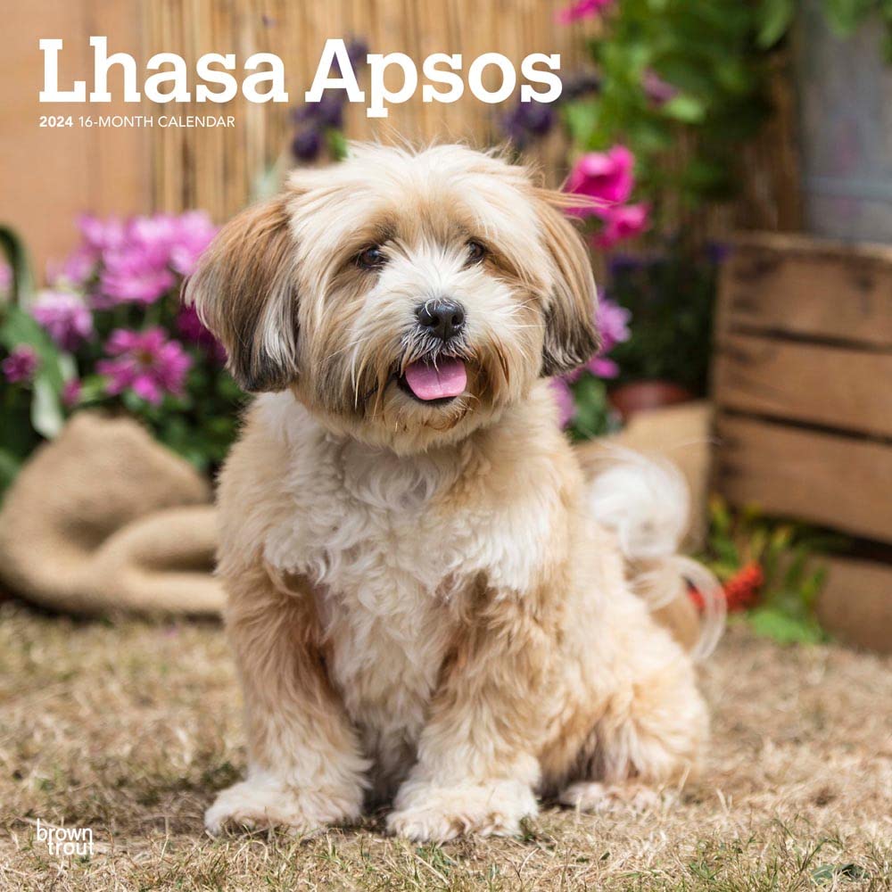 Lhasa Apsos | 2024 12 x 24 Inch Monthly Square Wall Calendar ...