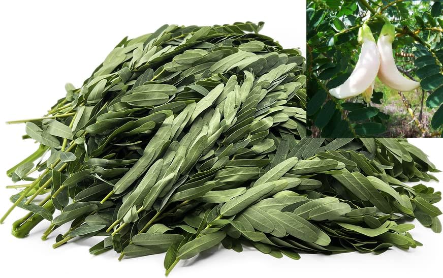 Our Seeds Agathi Keerai Red Flower/Hummingbird Tree Seeds (Sesbania ...