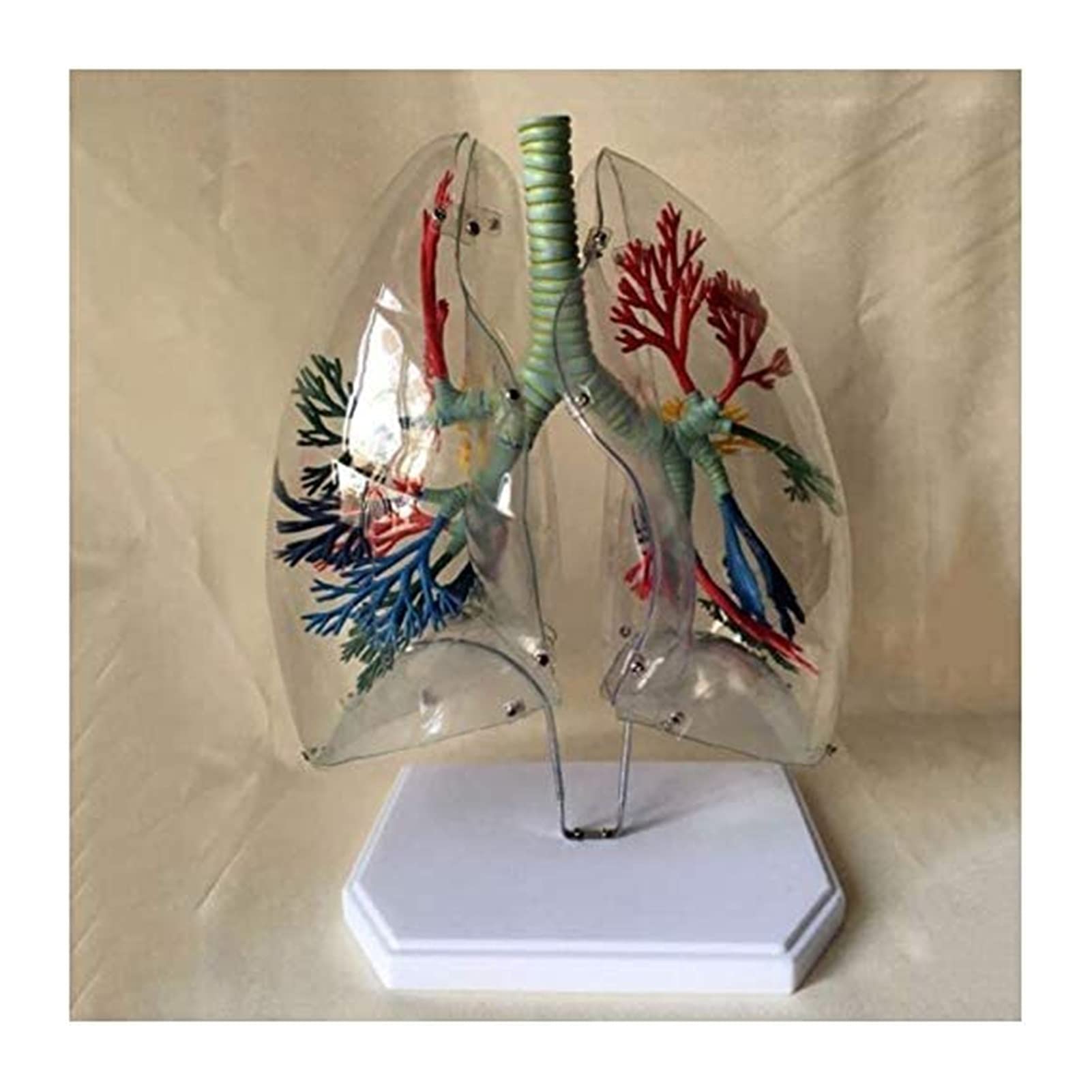 Anatomía Bronquial Pulmonar Concepto De Animación De Anatomía De