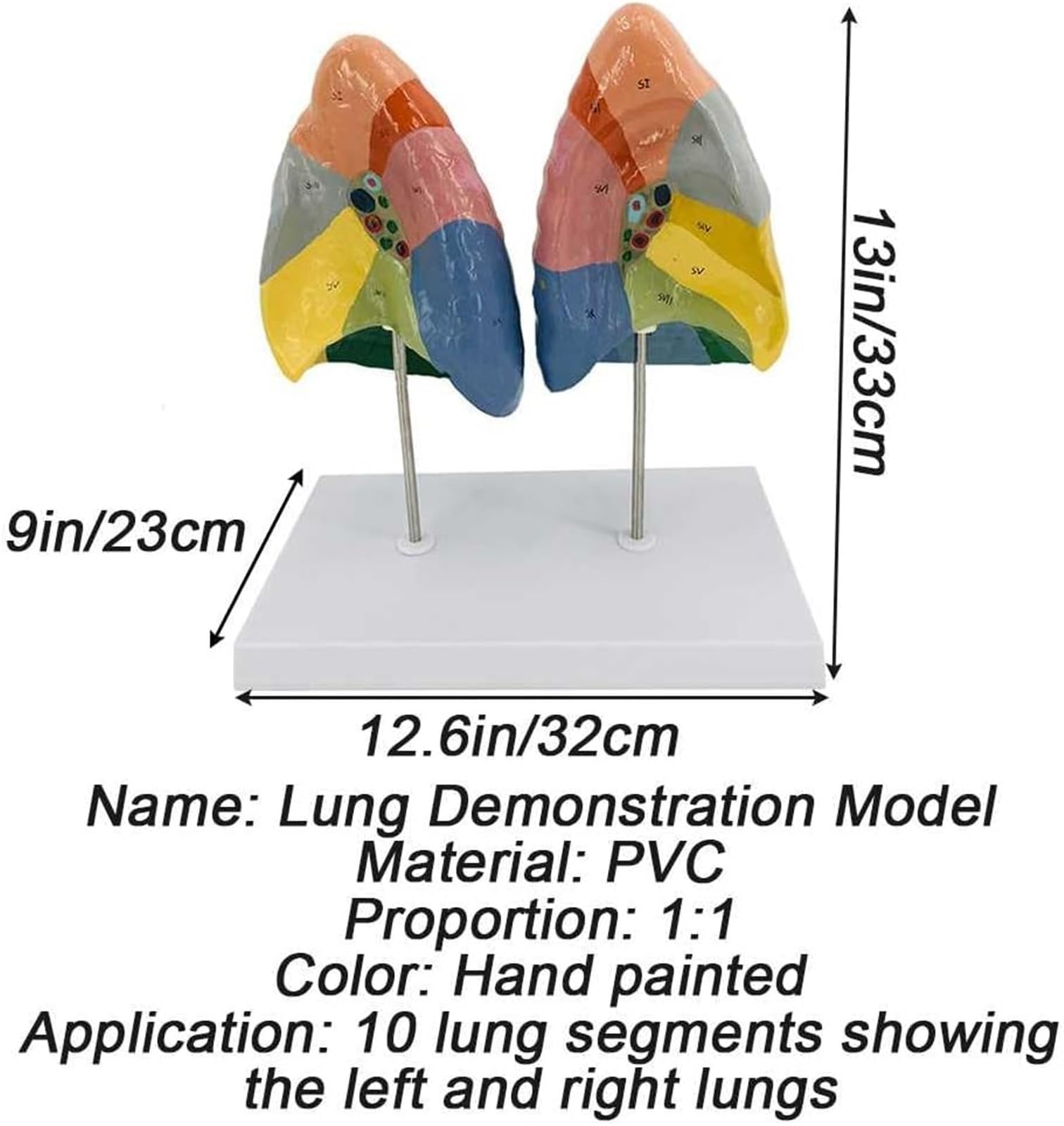 Modelo De Pulmones Etiquetado