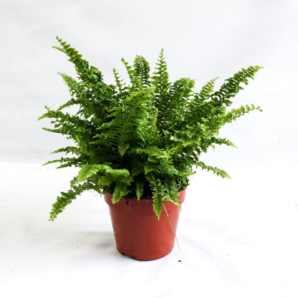 Buy Creative Farmer Mini Green Fern (Nephrolepis Exaltata) Indoor s For ...