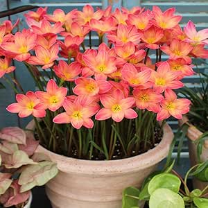 Amazon.com : 5pcs Orange snowdrops Bulbs for Planting Now Spring ...