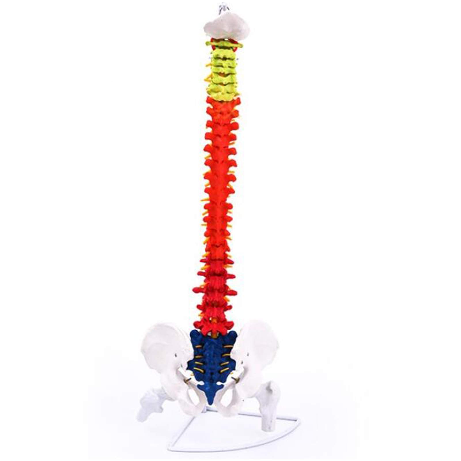 Buy K99 Vertebral Column Model - Colorful Spine Model - 85cm/33.4" Life ...