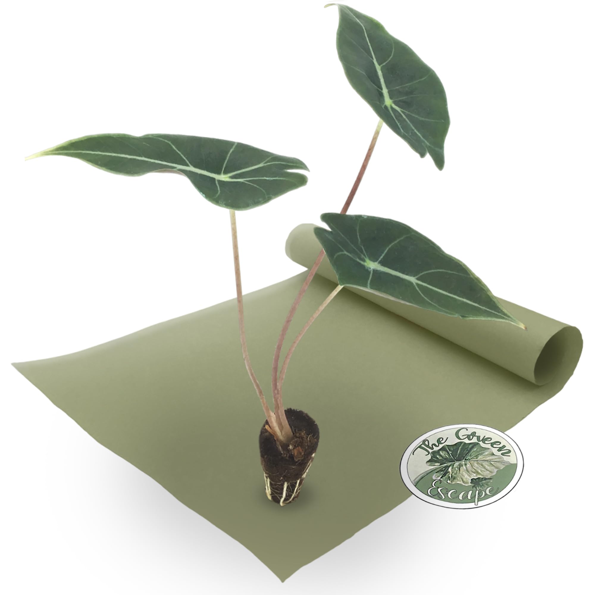 Amazon.com : Alocasia Dragons Tooth Starter Plant : Patio, Lawn & Garden