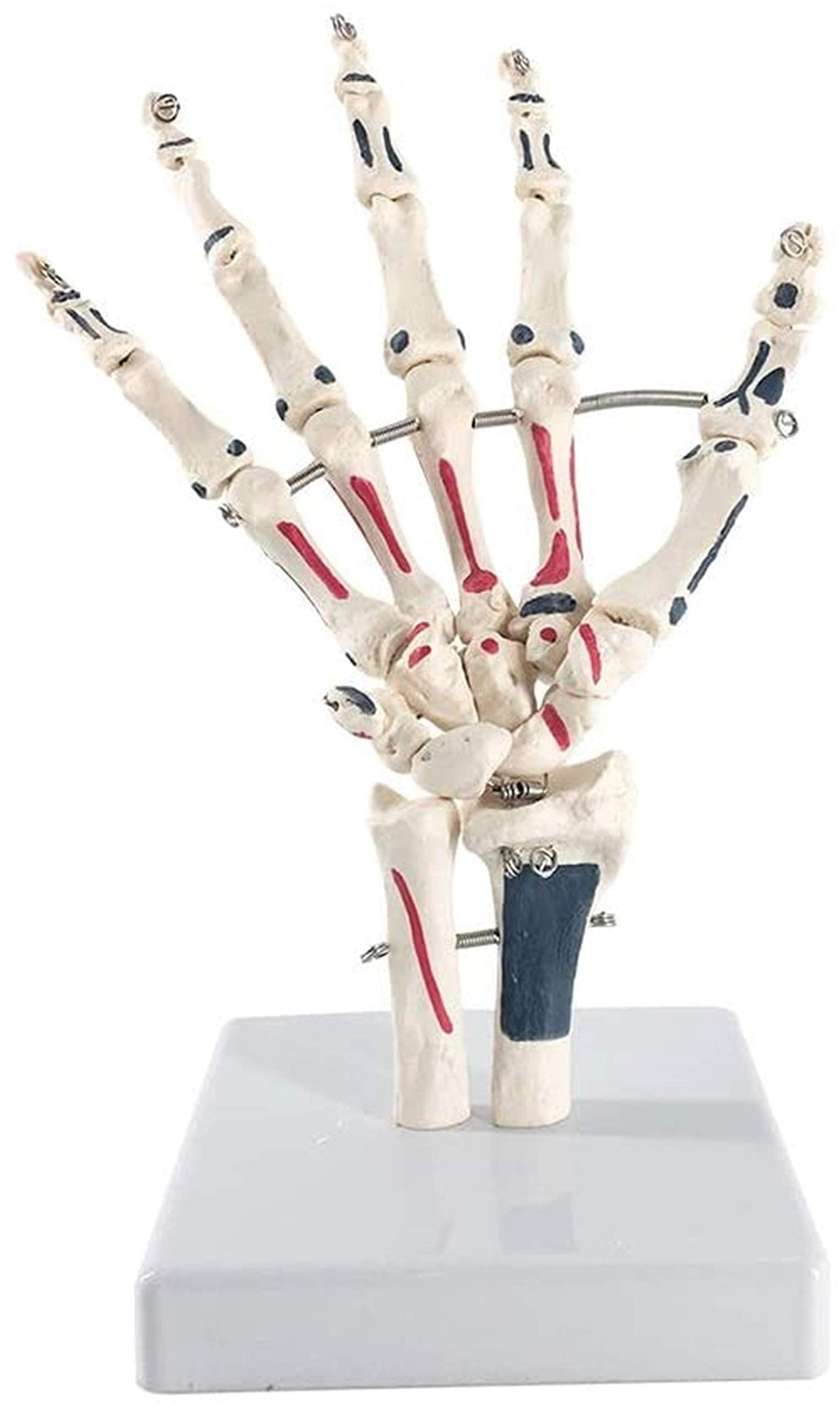 Buy QIQIZHANG Anatomy Model, Medical Anatomical Female Pelvis Model ...