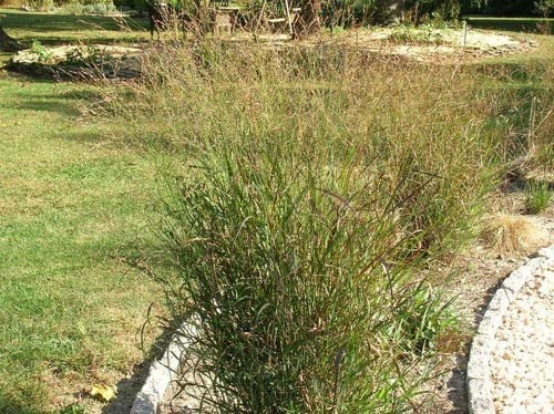 Buy Switchgrass, Panicum virgatum Bare Root (250 s) Online at ...