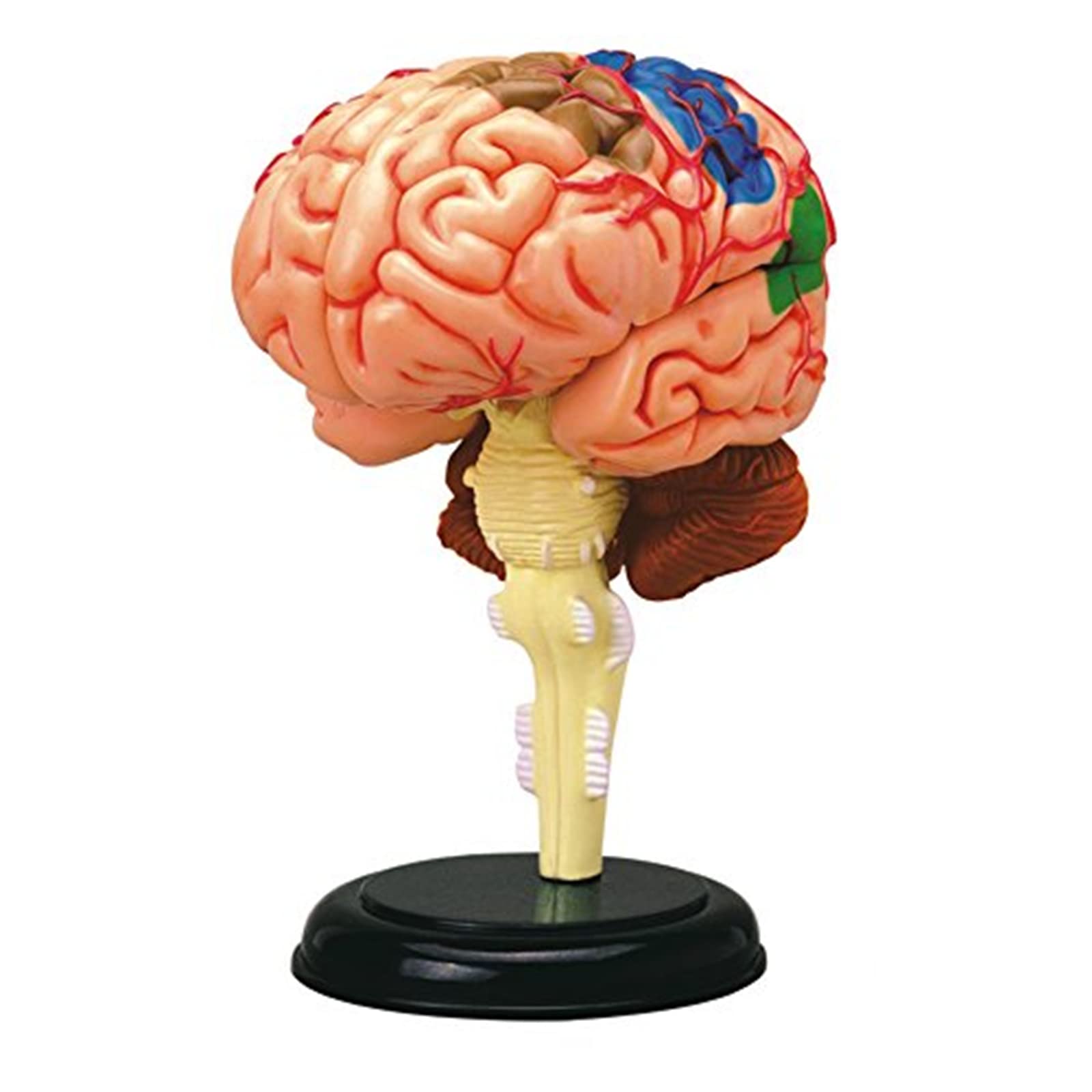 Buy 4D Anatomy Brain Model, Disassembled Anatomical Human Brain Model ...