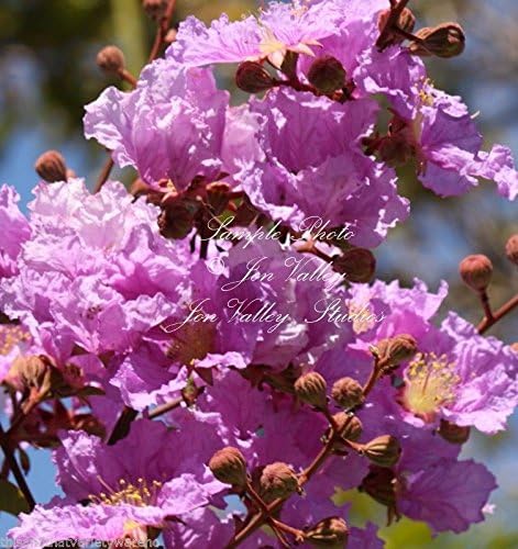 Amazon.com : Lagerstroemia Speciosa Tree Seeds Pink Flower Standard or ...