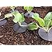 Linic Products UK Made, Reusable Cabbage Plant Protector Barrier Guard ...