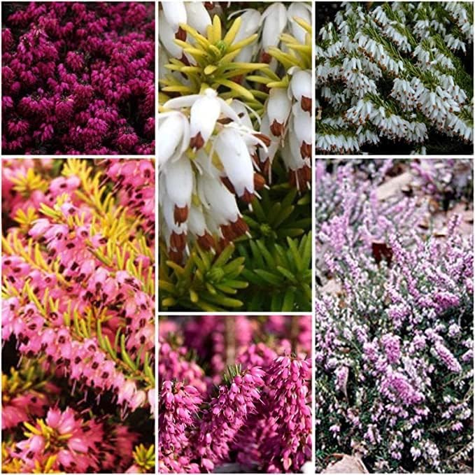 Meredith Nurseries 12 Mixed Heathers CALLUNA & Erica Varieties ...