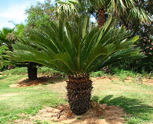 M-Tech Gardens Rare Ornamental Sago Palm (Cycas revoluta) king sago ...