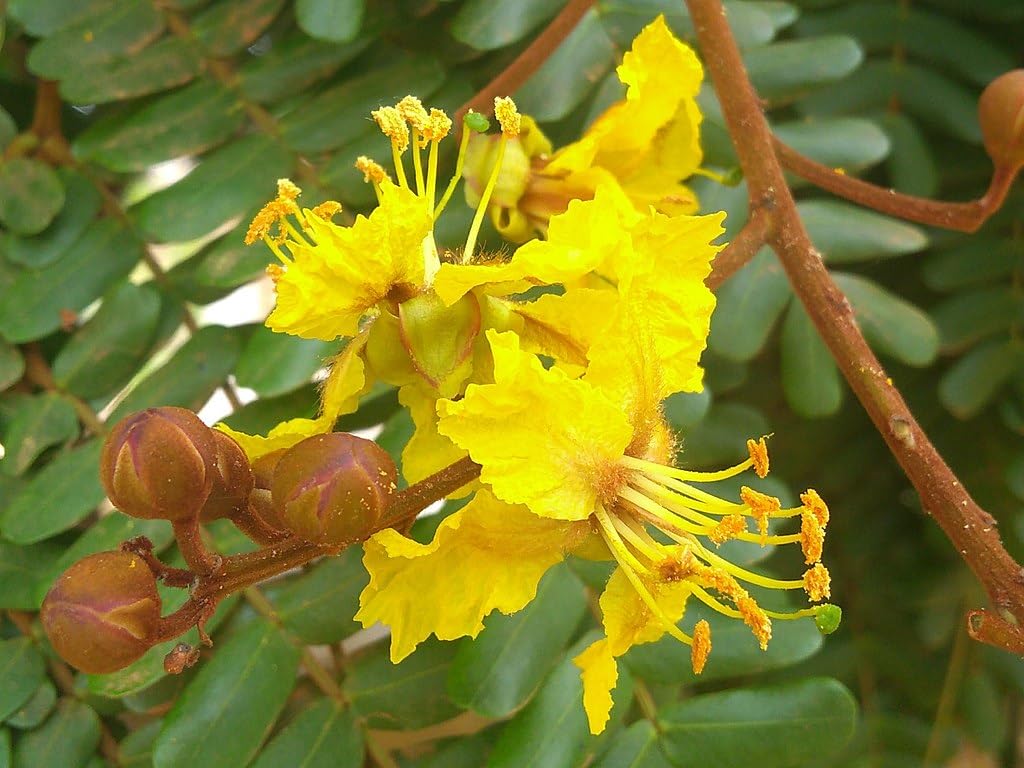EasySeeds™ Yellow Gulmohar,Peltophorum pterocarpum, Copper Pod Tree ...