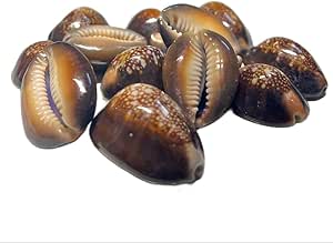 Amazon.com: 4OUR FAITH Lakshmi Kali/Black Kawri Kodi Shells | Cowrie ...