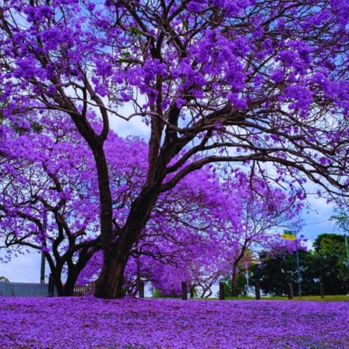 15 Stunning Blue Flowering Trees That Will Transform Your Garden Into ...