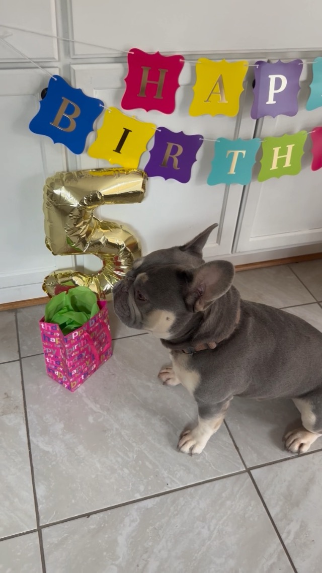 Watch Adorable Birthday Cupcake Squeaky Dog Toy on Amazon Live