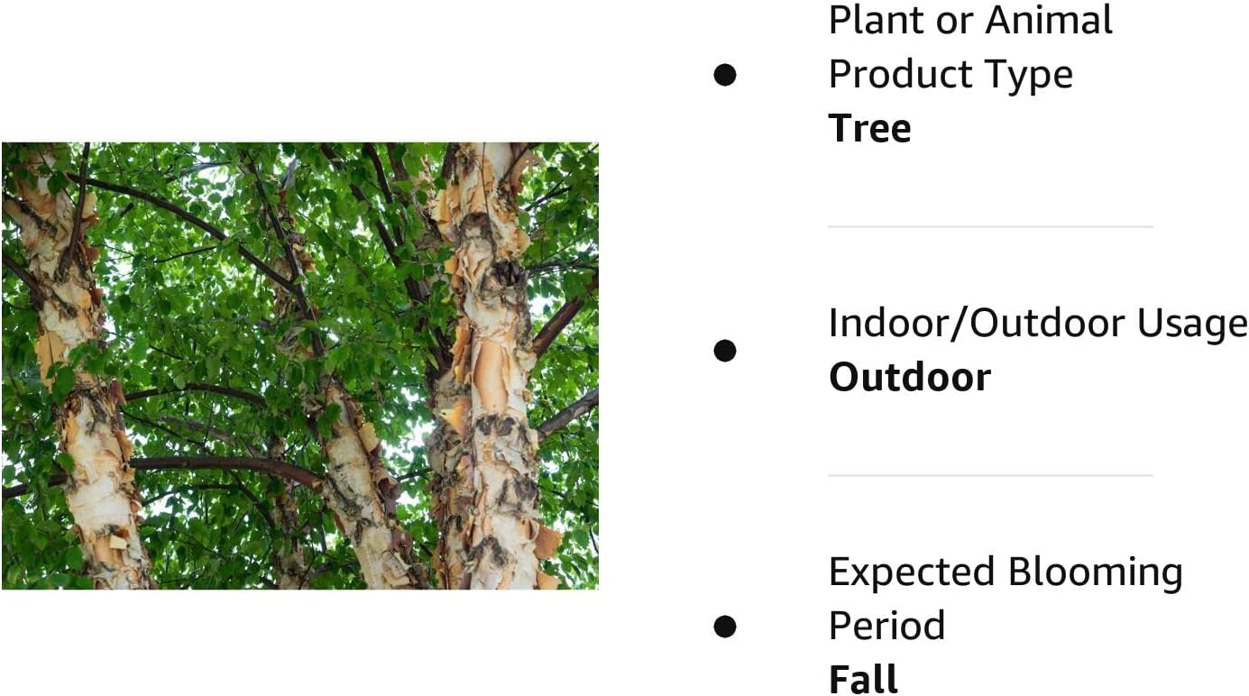 Semillas de árbol de abedul de río para plantar al aire libre Betula ...