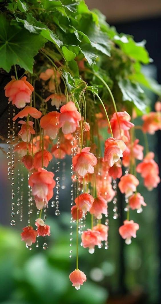Weeping Begonia Imported Flower Bulbs Indoor & outdoor Flower bulbs ...
