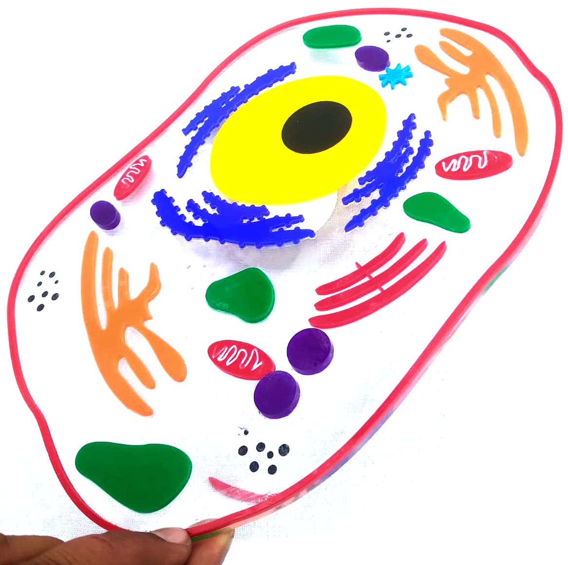 Cross Section Of An Animal Cross Section Eukaryotic Cell Animal Cell