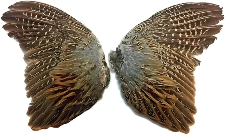 Amazon.com: 1 Pair - Natural Ringneck Pheasant Rooster Whole Wing ...
