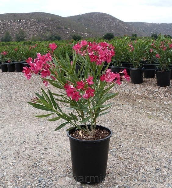 Charming Gronhus Rare Red Kaner Live Plant - Nerium Oleander Live Plant ...
