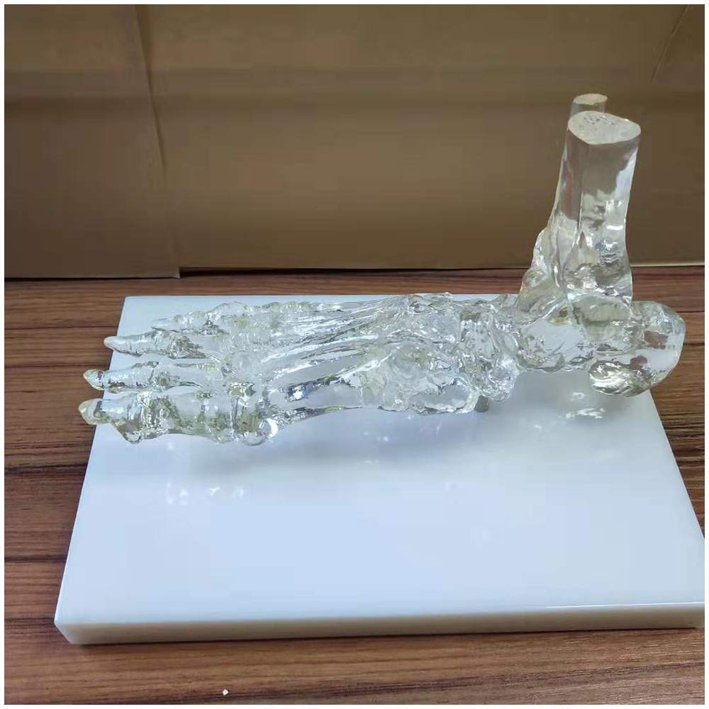 Buy Foot Skeleton Model - Life Size Human Skeleton Model - Transparent ...