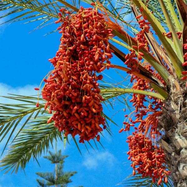 Mphmi Seedless Plant Low Maintenance Plants Date palm - Plant : Amazon ...