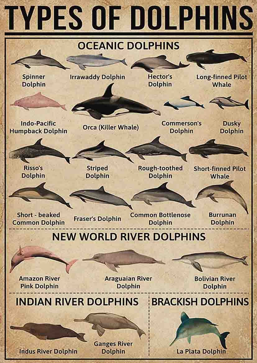 Different Types Of Dolphins