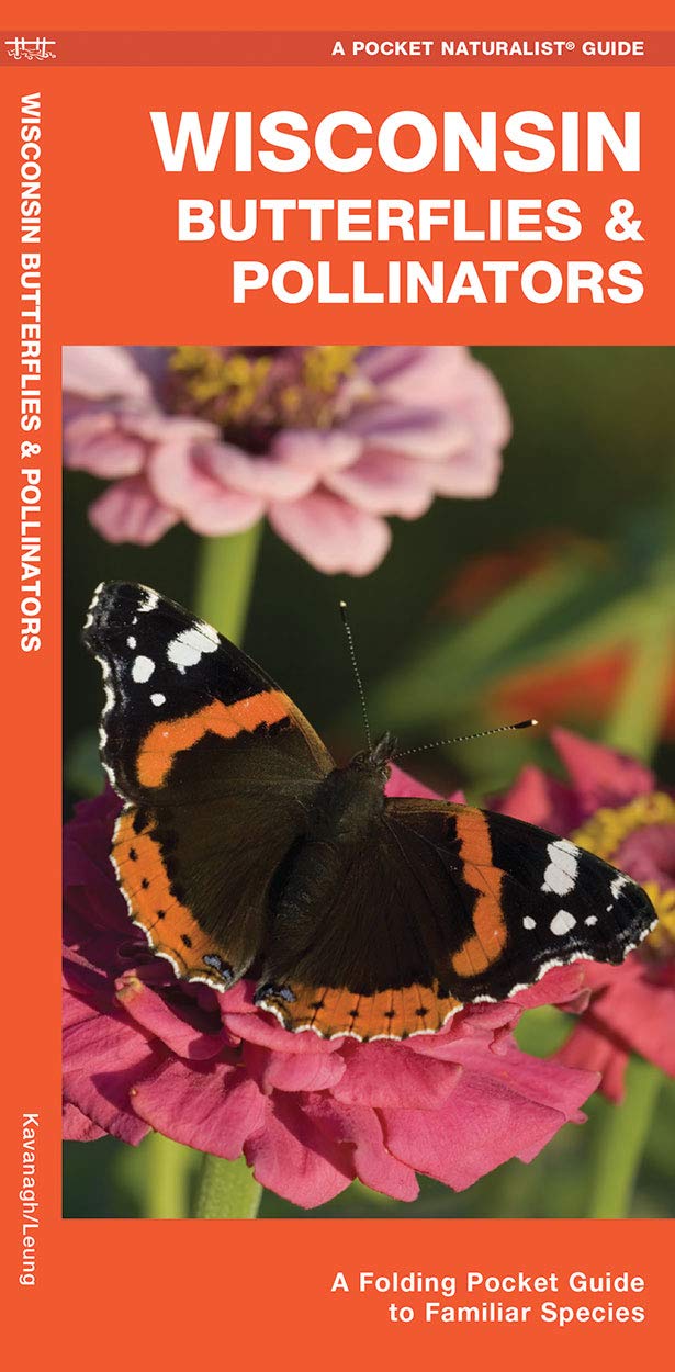 Wisconsin Butterflies & Pollinators (Nature Observation North America ...
