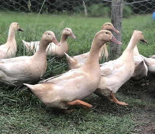 Anticipating Motherhood: Female Duck Behavior Before Their Eggs Hatch ...