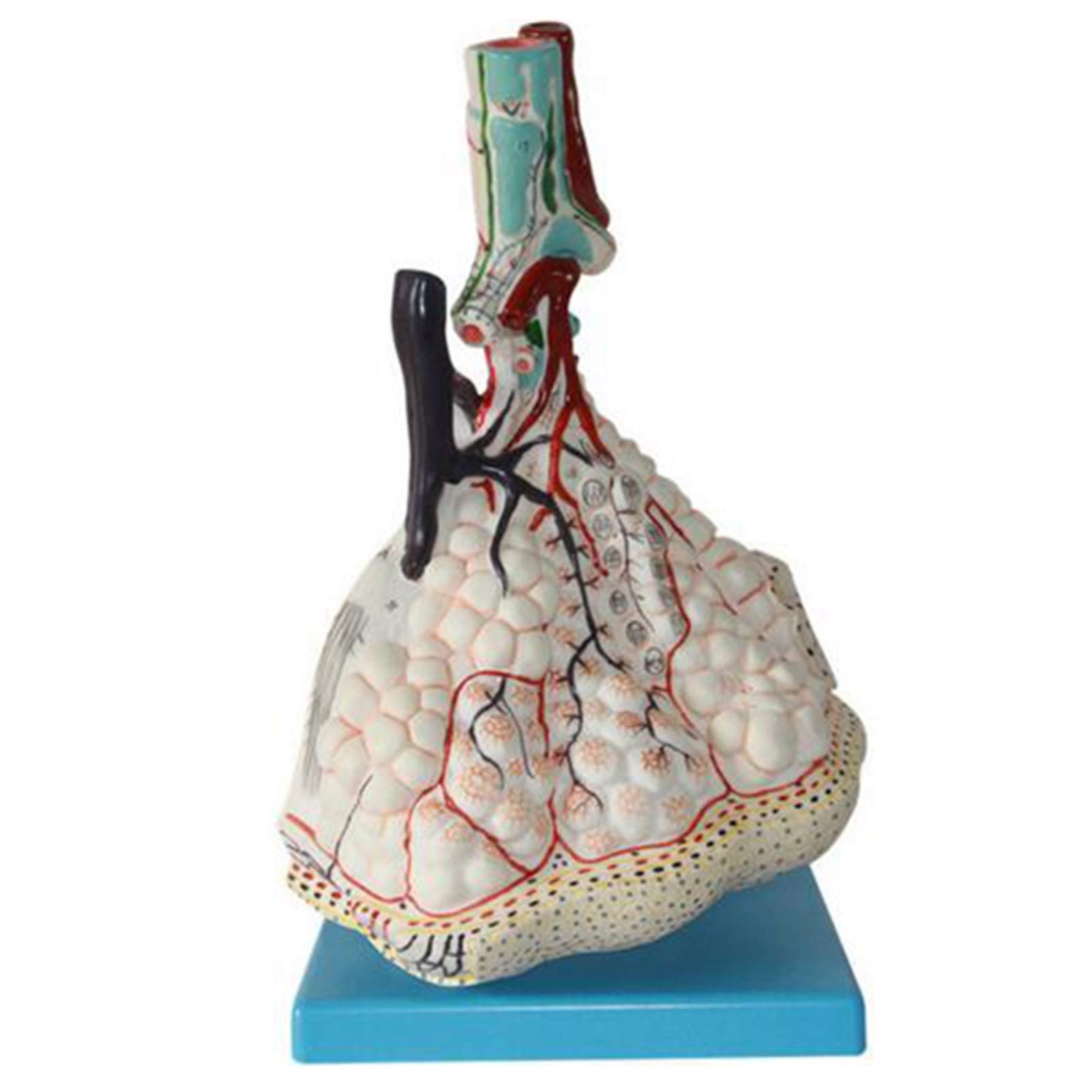 Alveoli Medical Anatomy Drawings